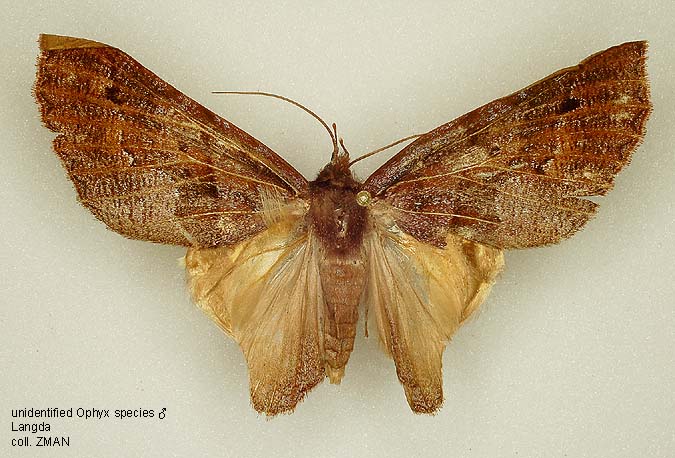 Papua Insects Foundation (Lepidoptera/Erebidae/Erebinae)